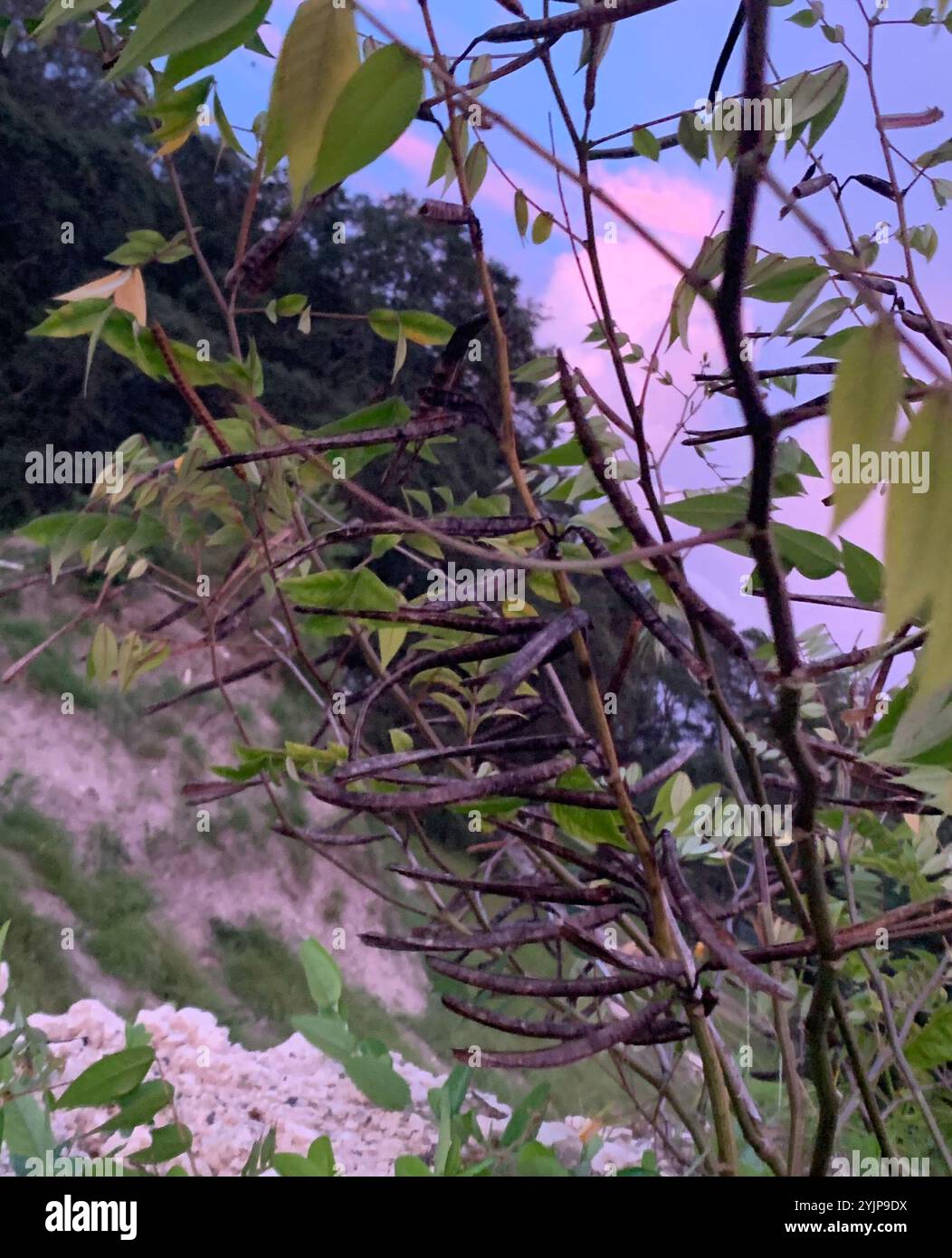 Coffee Senna (Senna occidentalis Stock Photo - Alamy