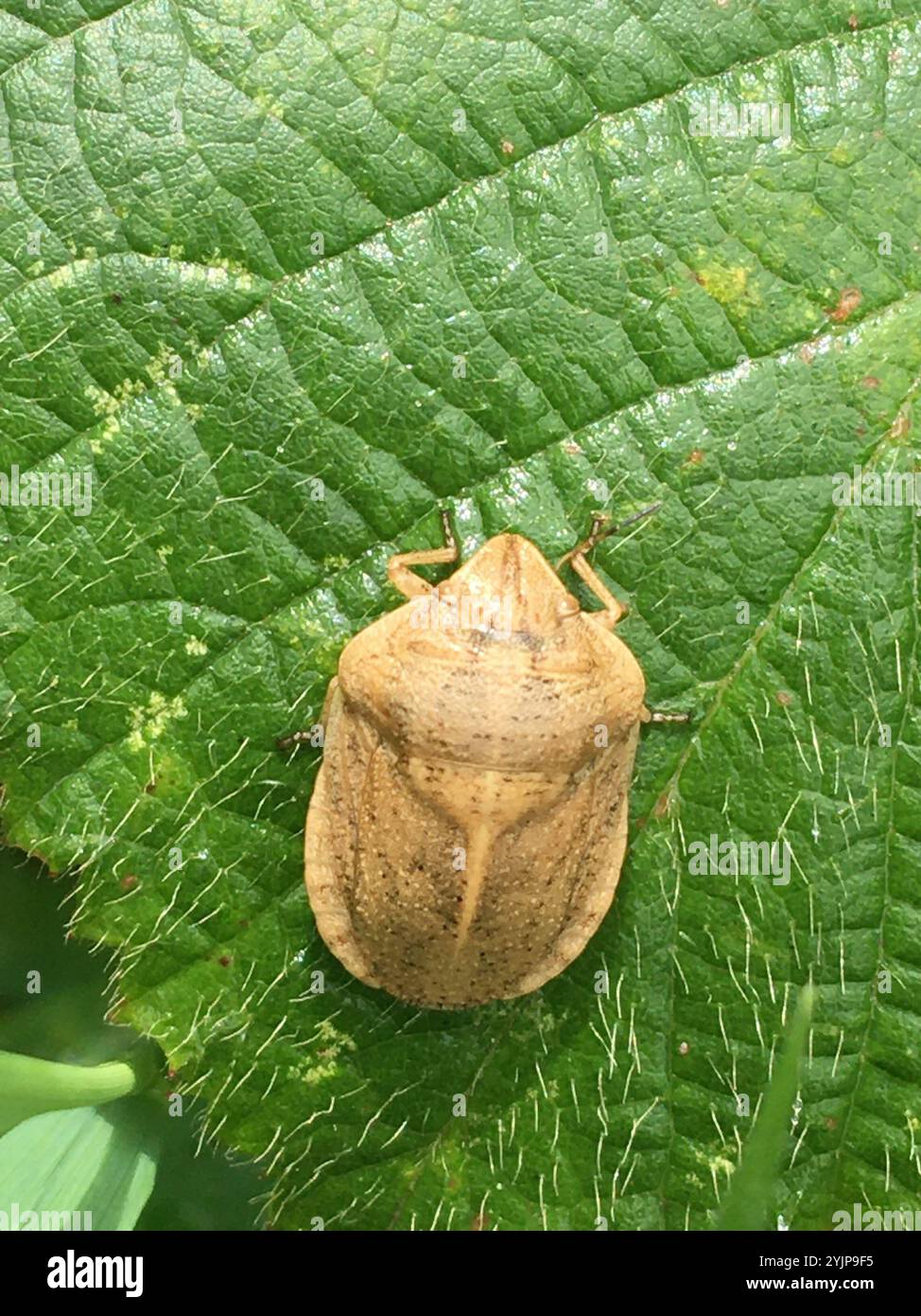 southern broad-bellied bug (Eurygaster austriaca Stock Photo - Alamy