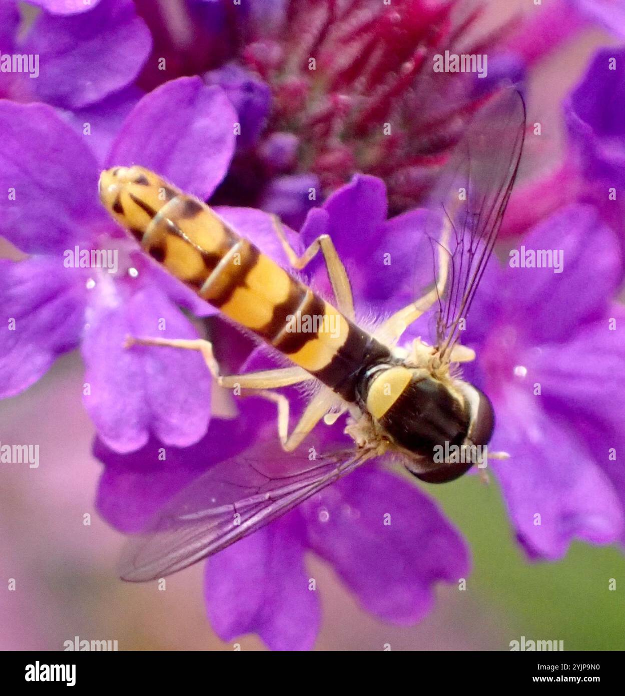 Common Globetail (Sphaerophoria scripta Stock Photo - Alamy