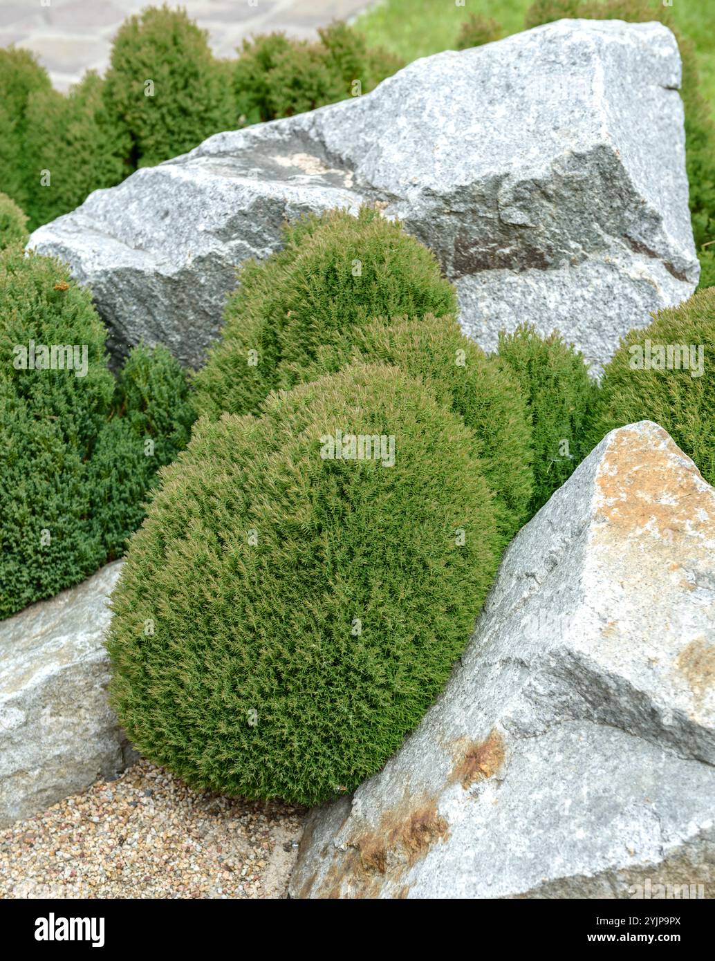 Kugel-Lebensbaum, Thuja occidentalis Teddy, Ball, Thuja occidentalis ...