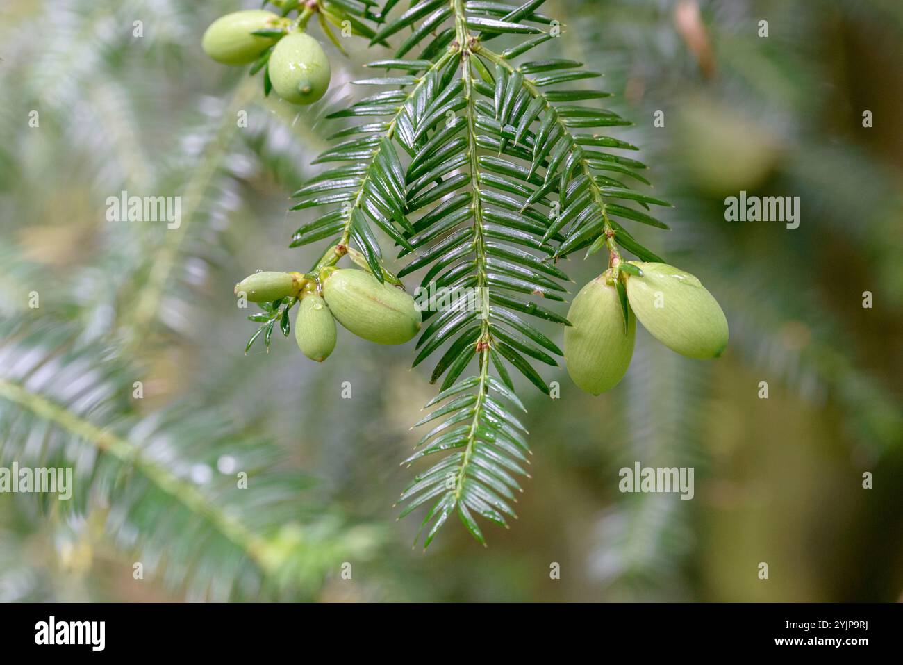 Japanische Nusseibe, Torreya nucifera, Torreya nucifera, Torreya ...