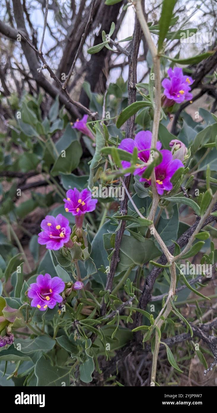 Colorado Four o'Clock (Mirabilis multiflora Stock Photo - Alamy