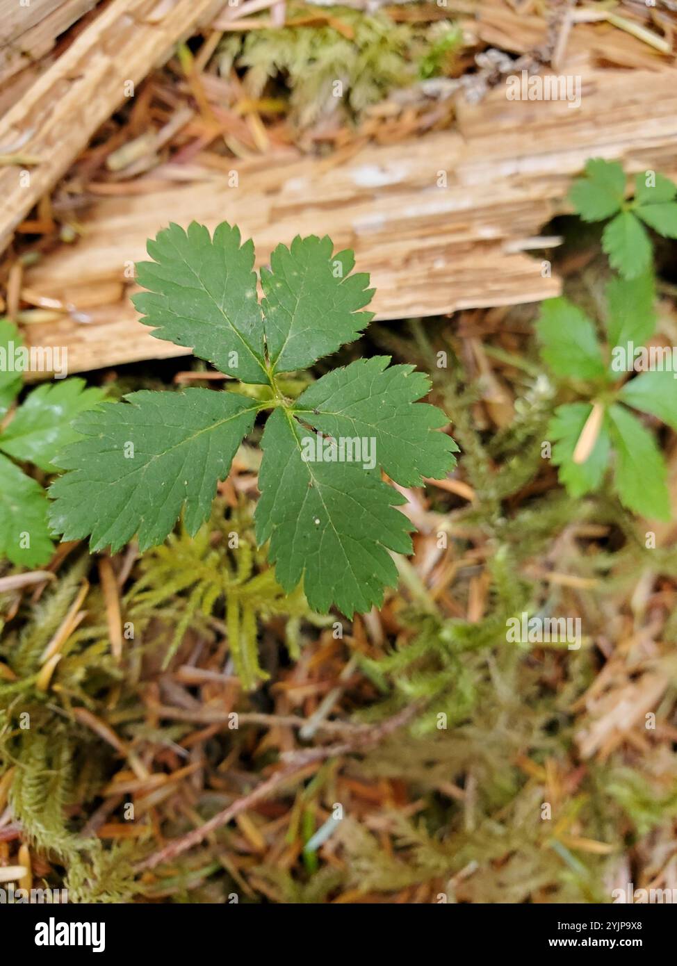 Five-leaf Dwarf Bramble (Rubus pedatus Stock Photo - Alamy