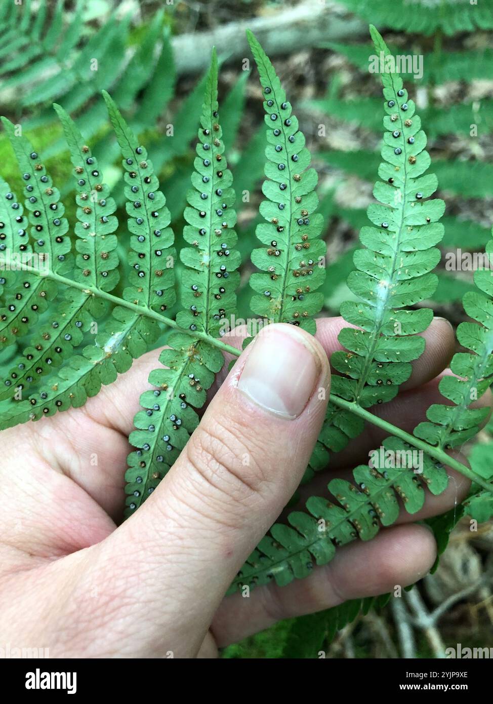 marginal wood fern (Dryopteris marginalis Stock Photo - Alamy