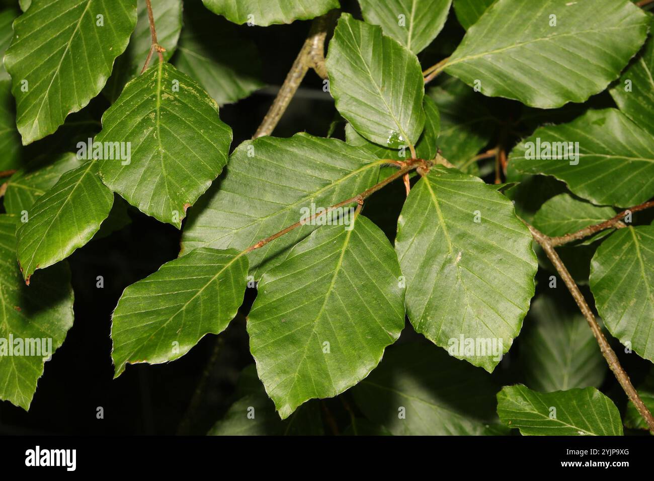 European beech (Fagus sylvatica Stock Photo - Alamy