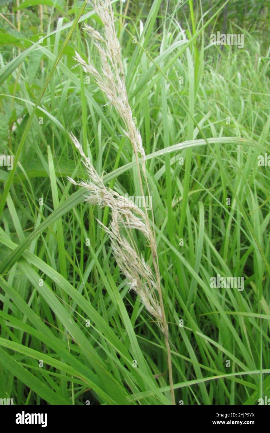 Purple Small-reed (Calamagrostis canescens Stock Photo - Alamy