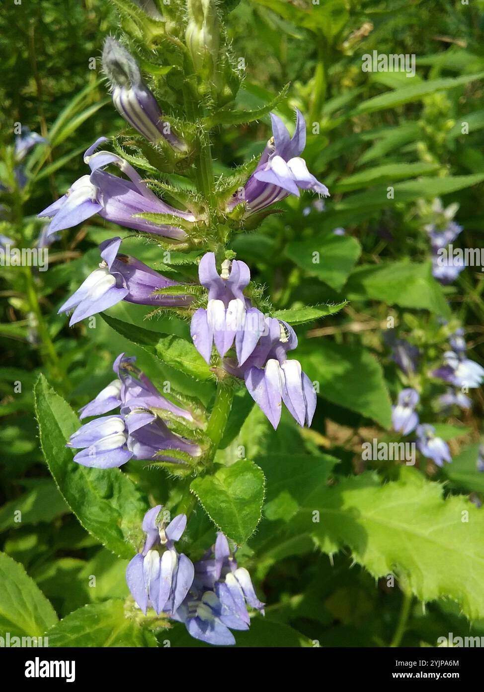 Great Blue Lobelia Lobelia Siphilitica Stock Photo Alamy
