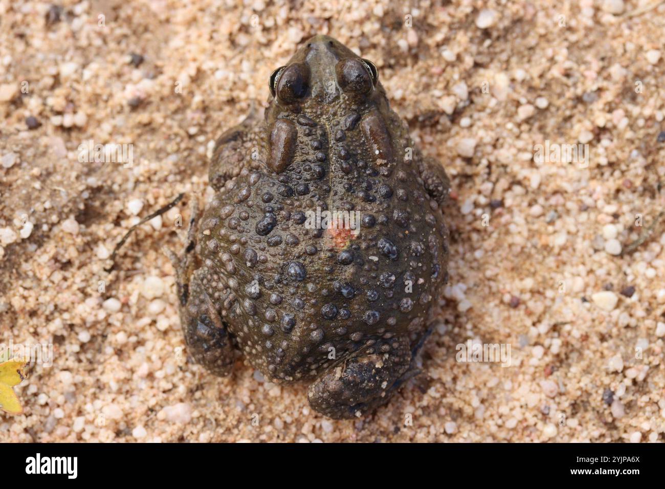 Sand Toad (Vandijkophrynus angusticeps Stock Photo - Alamy