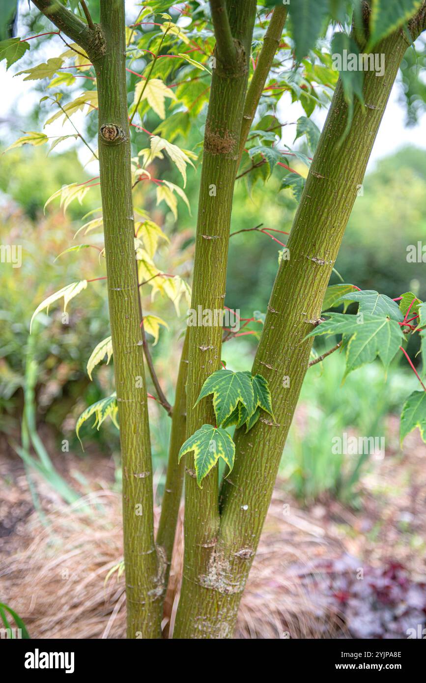 Ahorn, Acer pectinatum Sparkling, Maple, Acer pectinatum sparkling ...