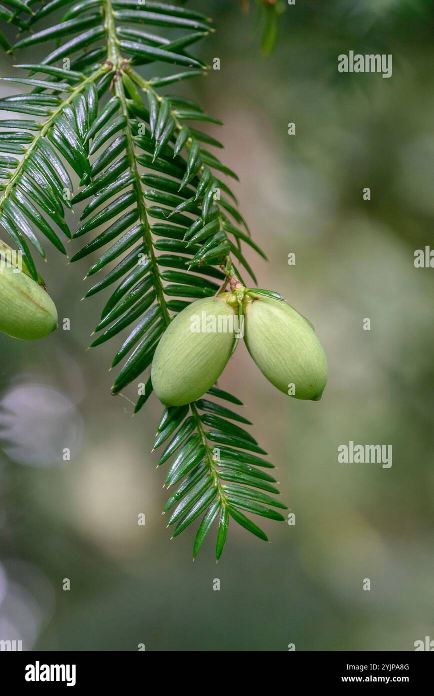 Japanische Nusseibe, Torreya nucifera, Torreya nucifera, Torreya ...
