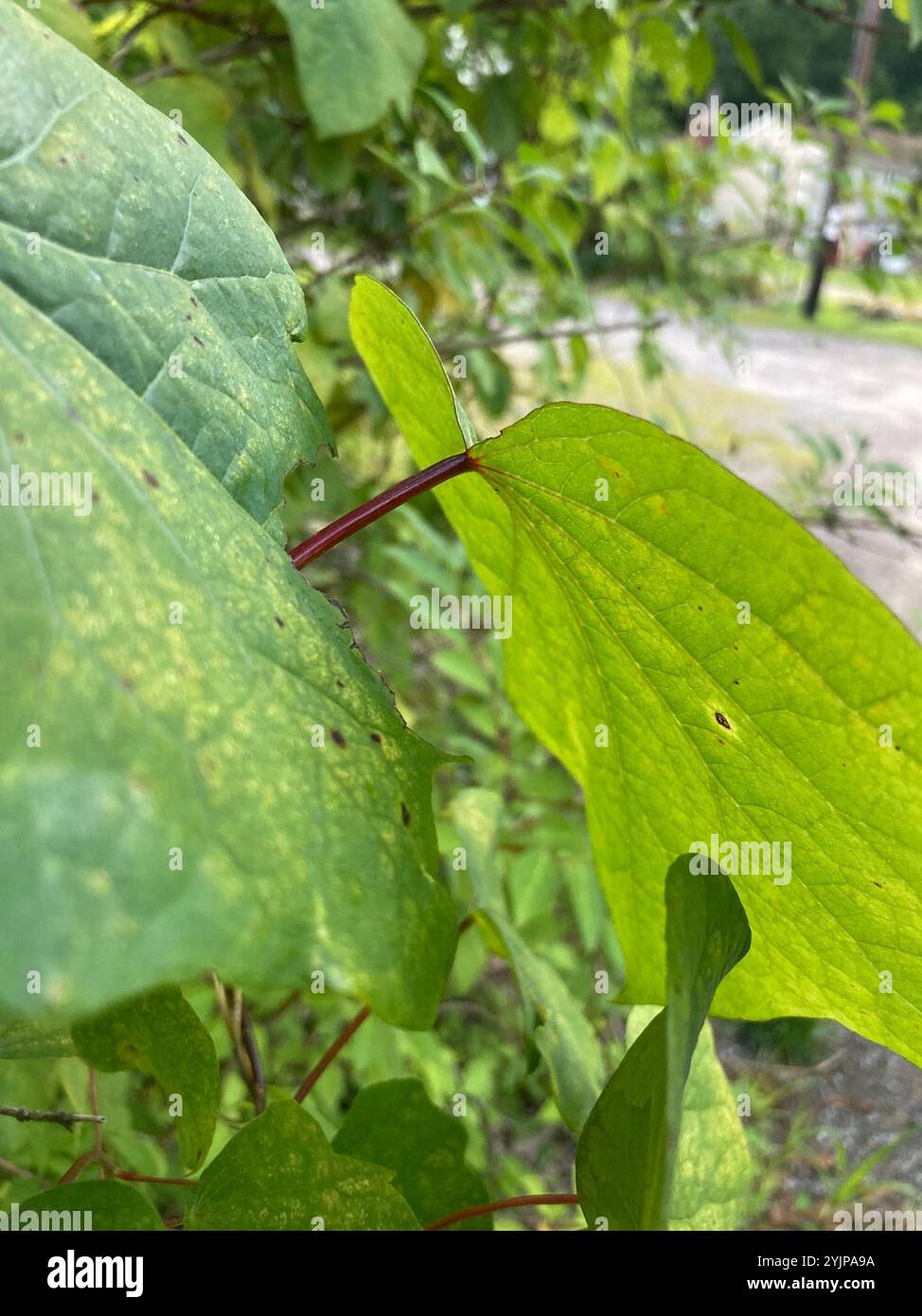 moonseed (Menispermum canadense Stock Photo - Alamy