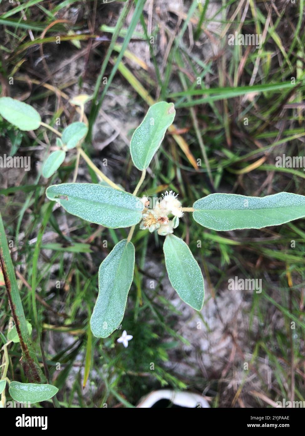 woolly croton (Croton capitatus Stock Photo - Alamy