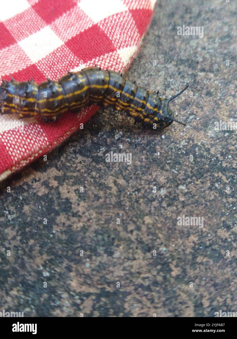 Yellow-striped Oakworm Moth (Anisota peigleri Stock Photo - Alamy
