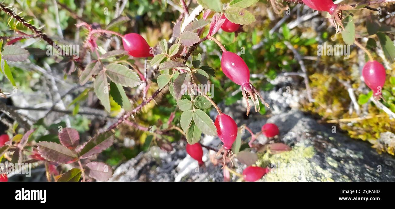 Prickly Wild Rose (Rosa acicularis Stock Photo - Alamy
