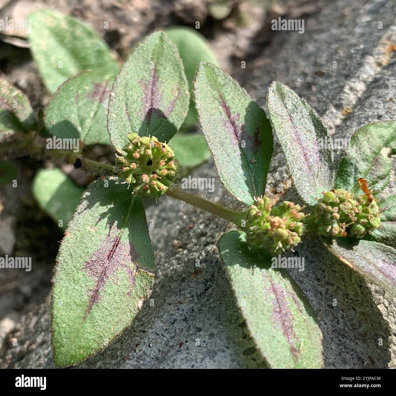 Asthma plant (Euphorbia hirta Stock Photo - Alamy
