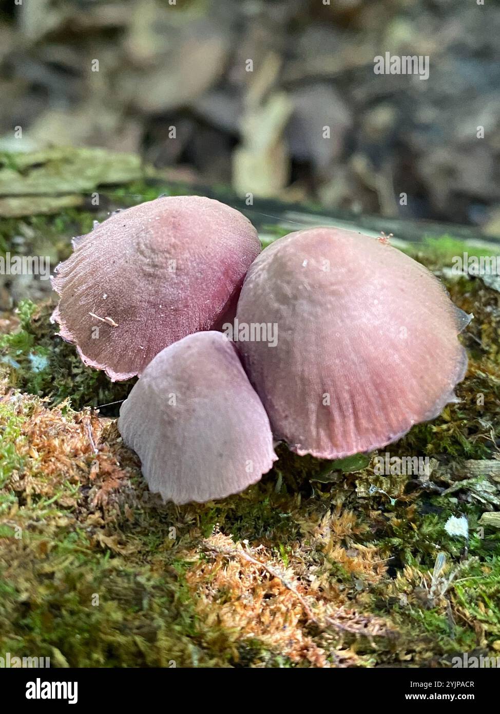 Bleeding Fairy Helmet (Mycena haematopus Stock Photo - Alamy