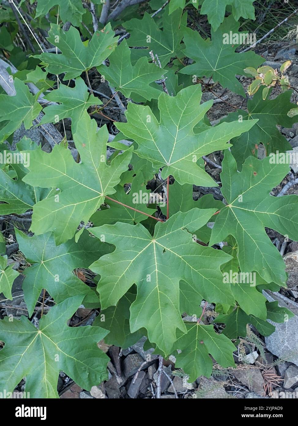 bigleaf maple (Acer macrophyllum Stock Photo - Alamy