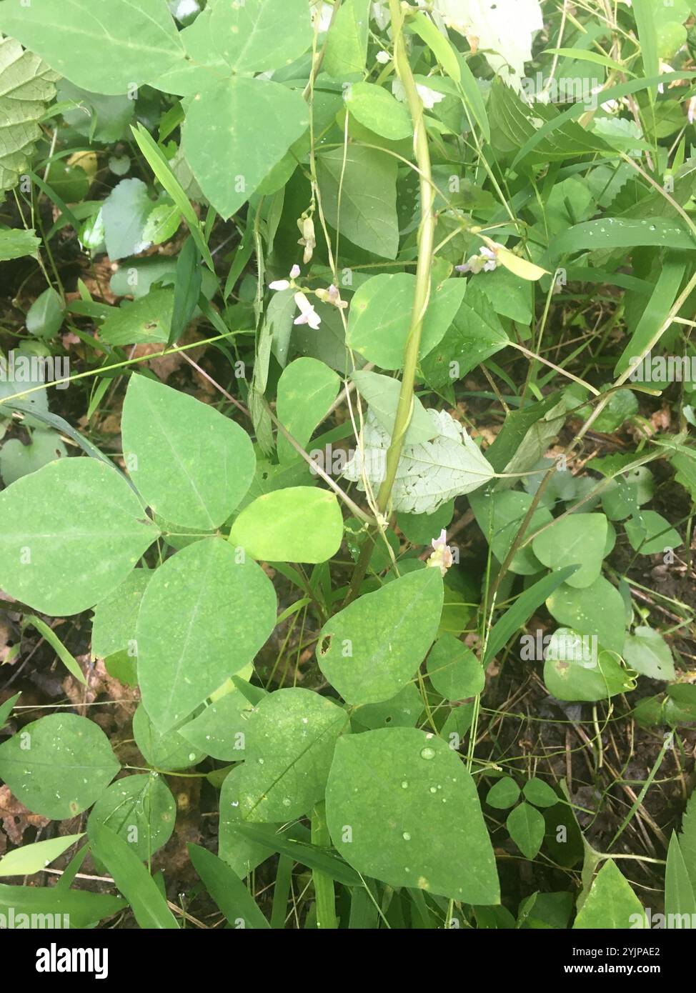 American hog-peanut (Amphicarpaea bracteata Stock Photo - Alamy