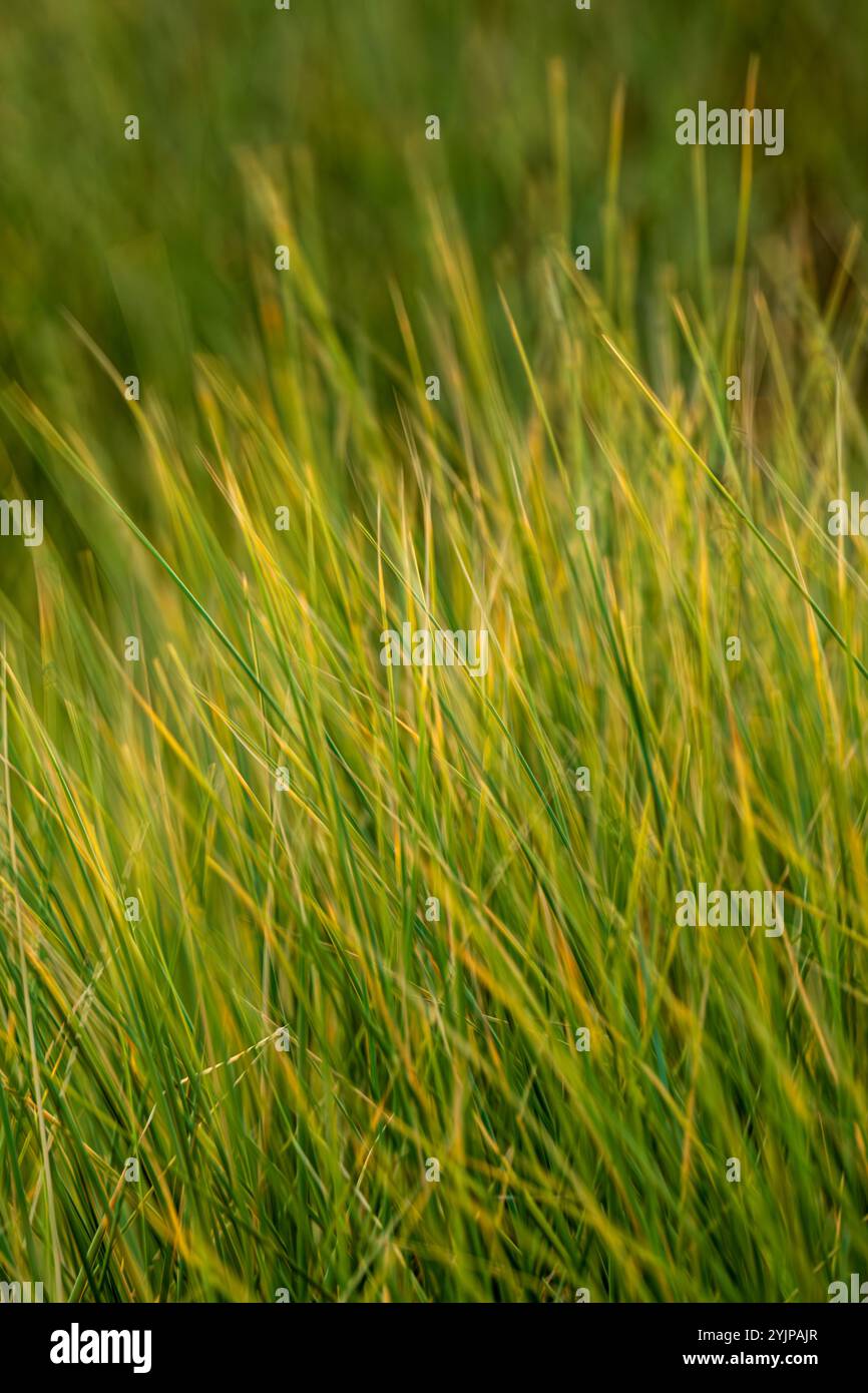 Long blades of grass moving in the wind backdrop. Shallow depth of ...