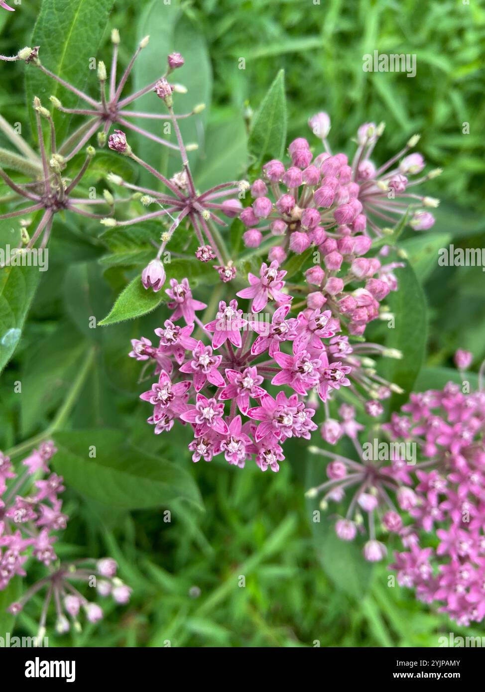 eastern swamp milkweed (Asclepias incarnata pulchra Stock Photo - Alamy