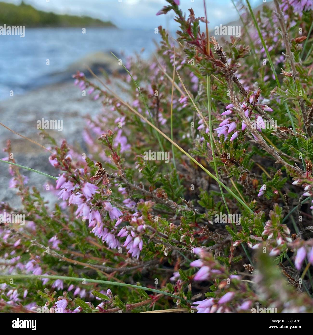 common heather (Calluna vulgaris Stock Photo - Alamy