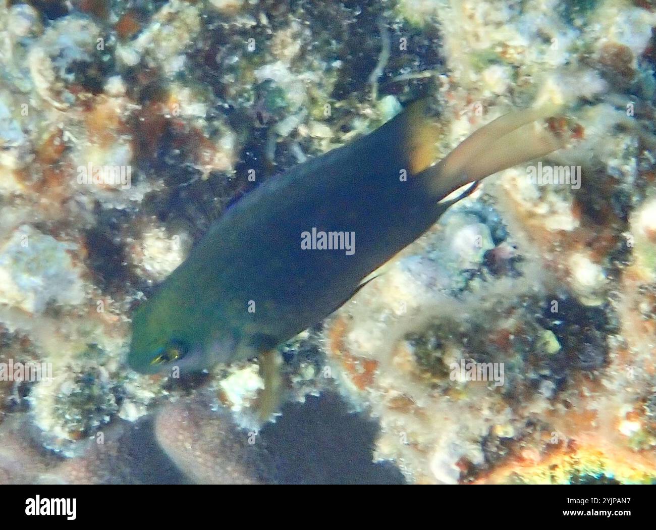Jewel damsel hi-res stock photography and images - Alamy