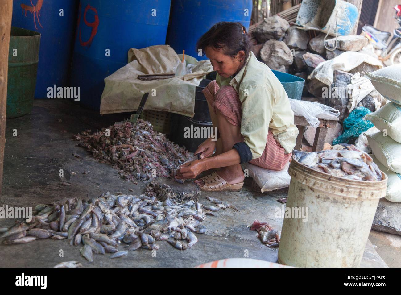 Fish sauce factory at Phsar Prohok Fish Paste Market Cambodia where ...