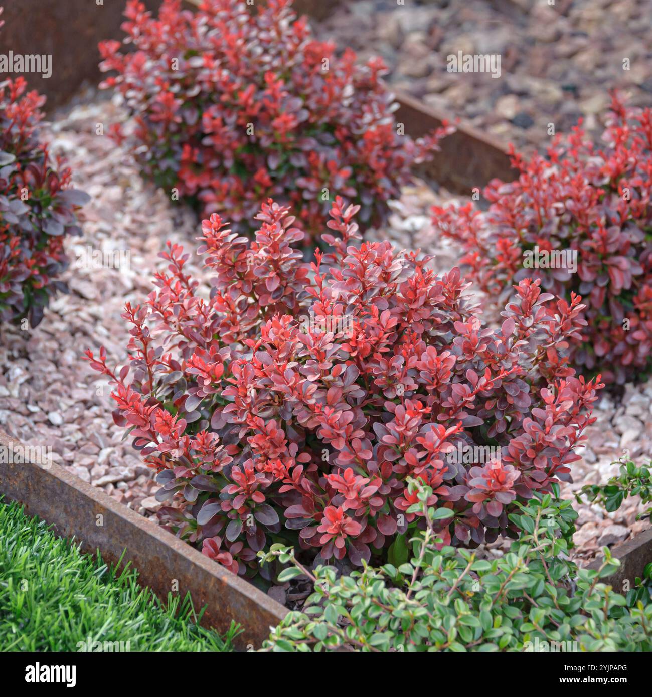 Zwerg-Blutberberitze, Berberis thunbergii Atropurpurea Nana, Dwarf ...
