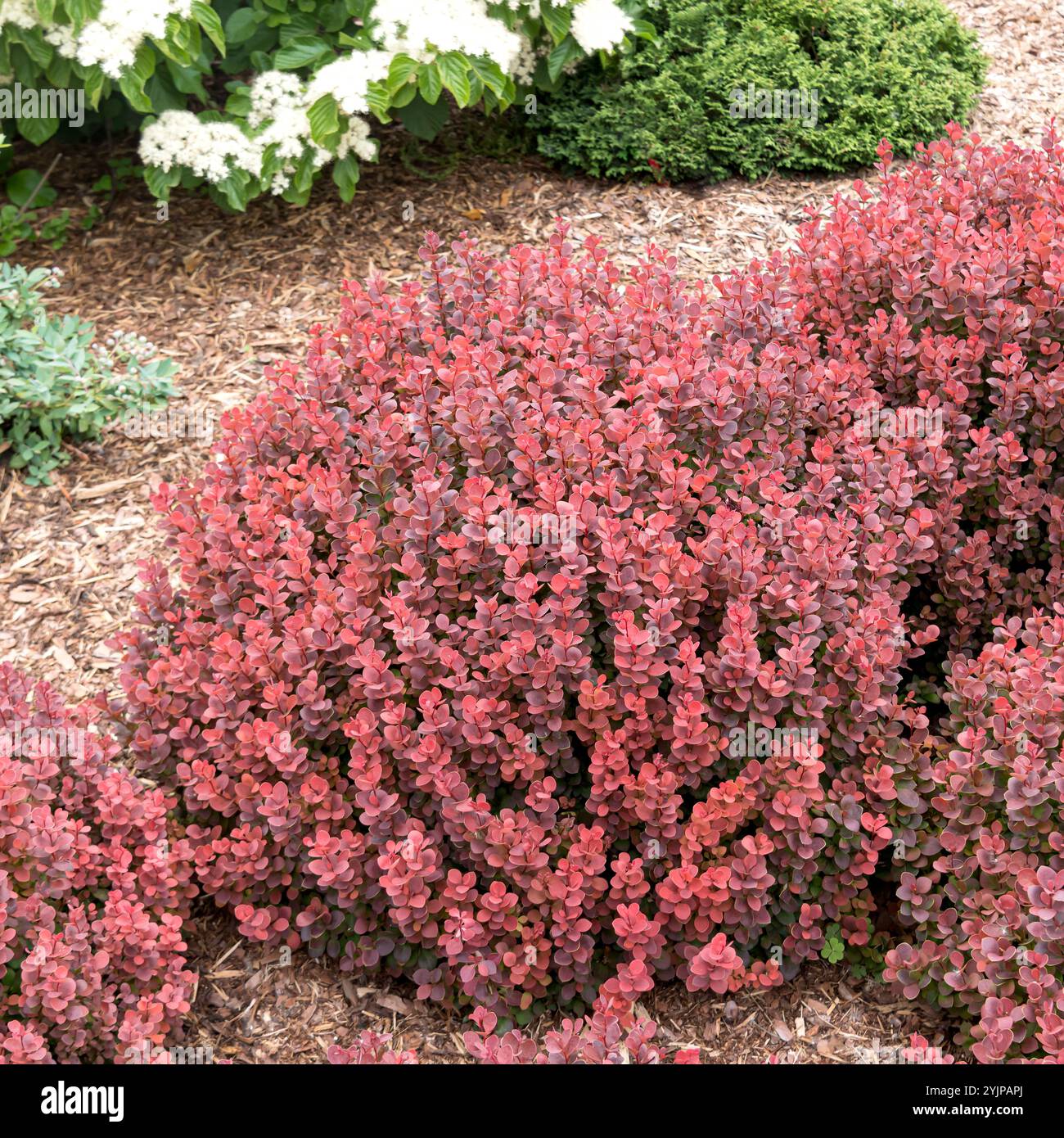 Rote Kugel-Berberitze, Berberis thunbergii SUNJOY MINI MAROON, Red Ball ...