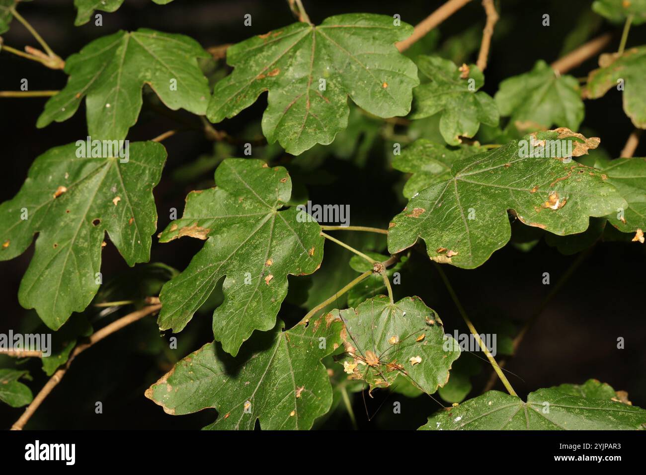 field maple (Acer campestre Stock Photo - Alamy