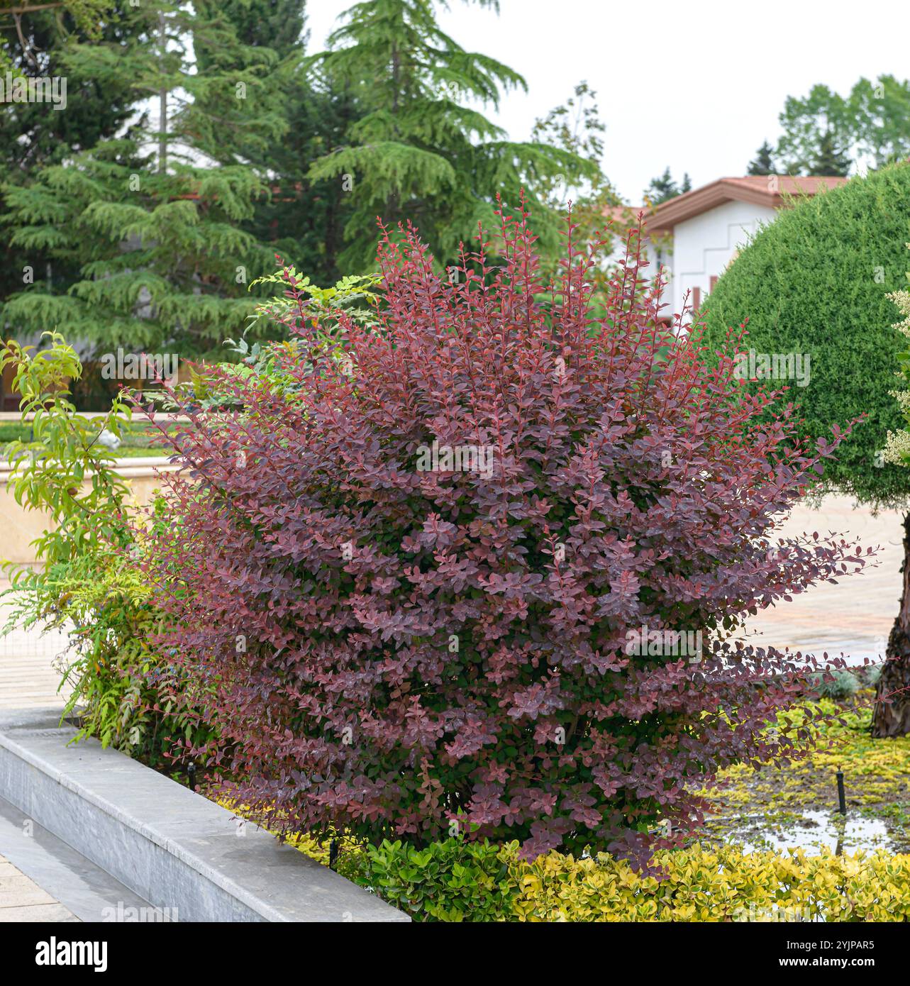 Grossblaettrige Blut-Berberitze, Berberis × ottawensis Superba, Moreton ...