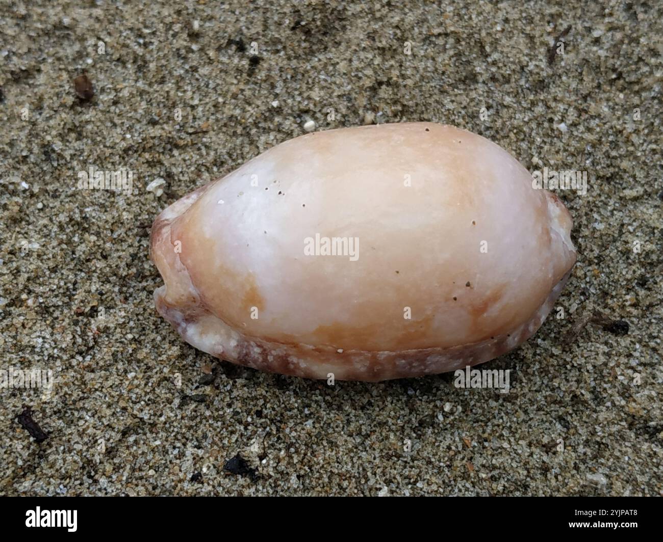 Arabian cowry mauritia arabica hi-res stock photography and images - Alamy