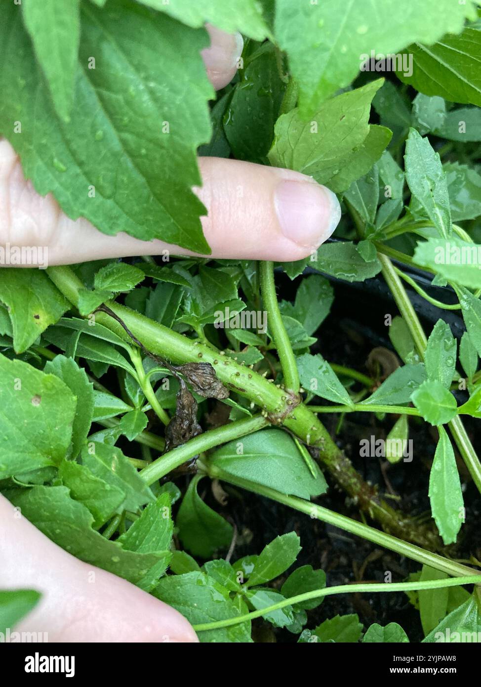 shaggy soldier (Galinsoga quadriradiata Stock Photo - Alamy