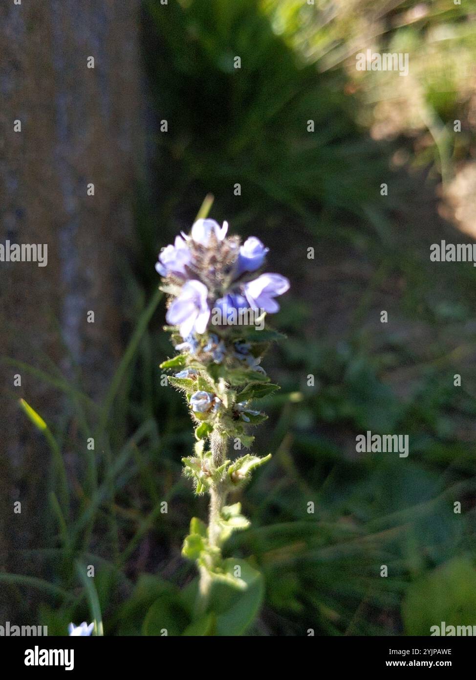 American alpine speedwell (Veronica wormskjoldii Stock Photo - Alamy