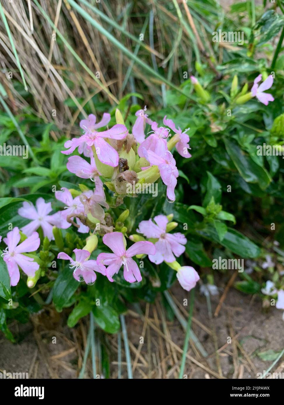 common soapwort (Saponaria officinalis Stock Photo - Alamy