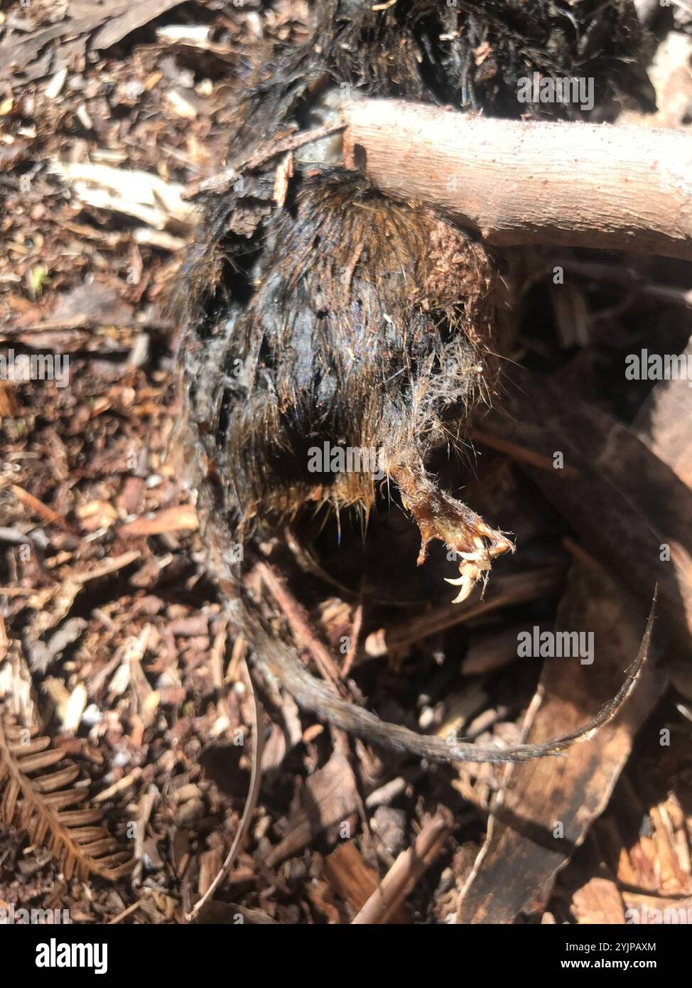 Swamp Antechinus (Antechinus minimus Stock Photo - Alamy