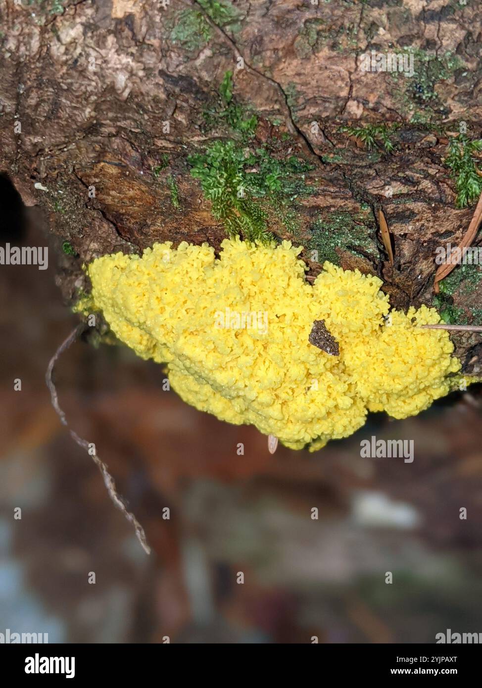 Dog Vomit Slime Mold (Fuligo septica Stock Photo - Alamy
