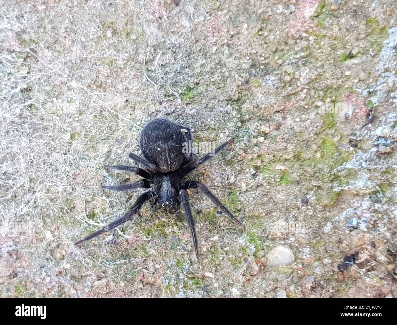 Black House Spider (Badumna insignis Stock Photo - Alamy