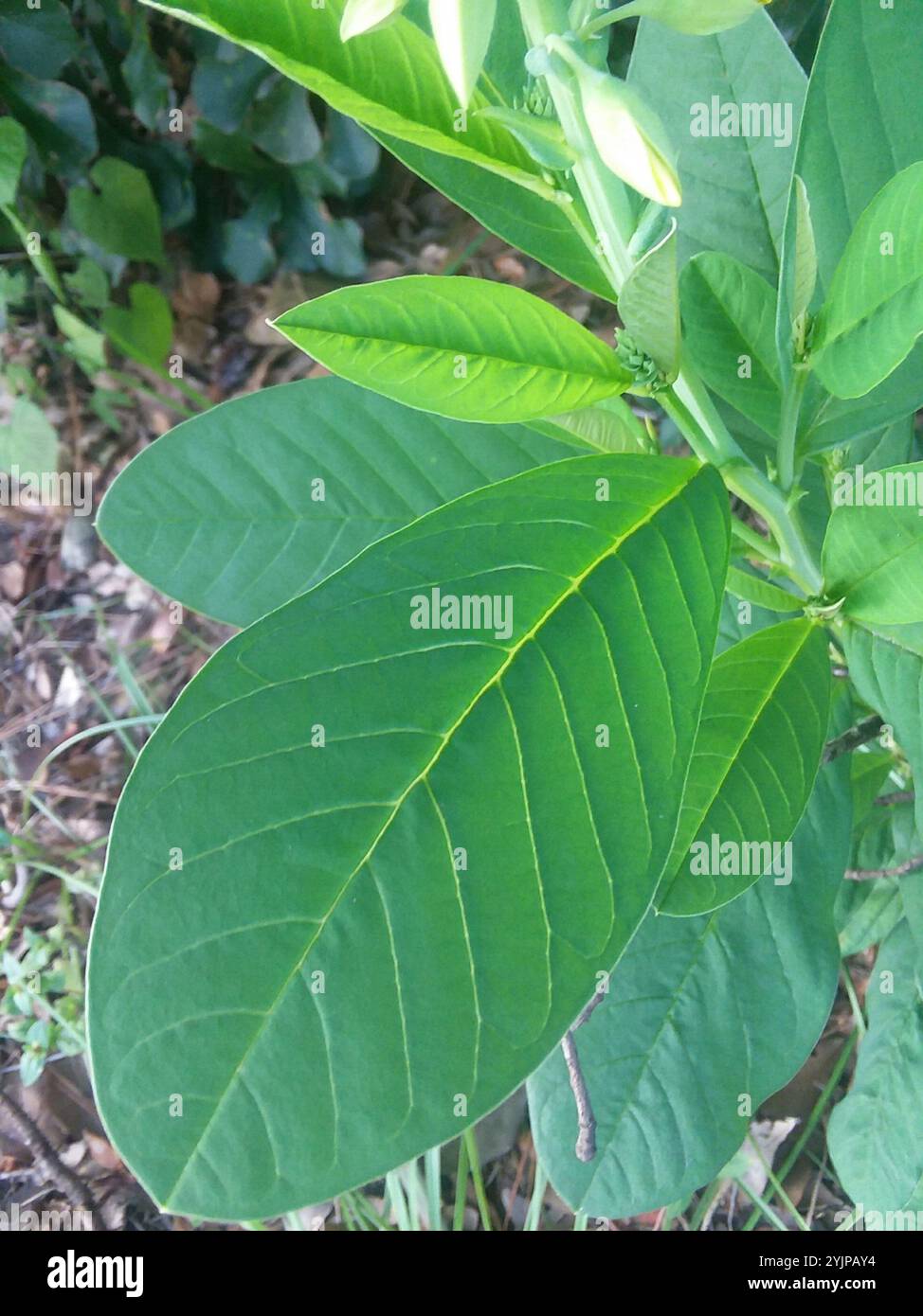Showy Rattlebox (Crotalaria spectabilis Stock Photo - Alamy