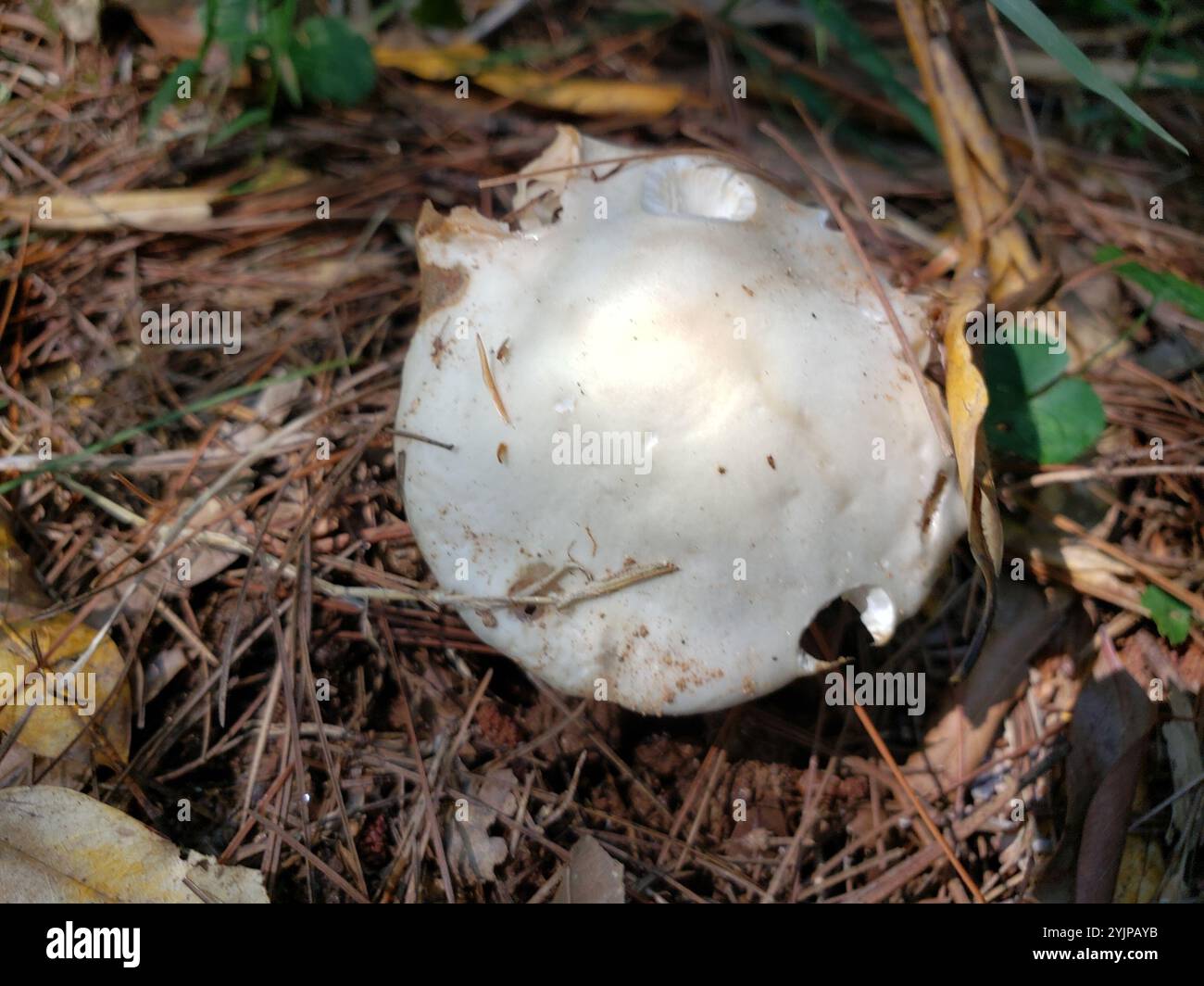 Basidiomycete Fungi (Basidiomycota Stock Photo - Alamy