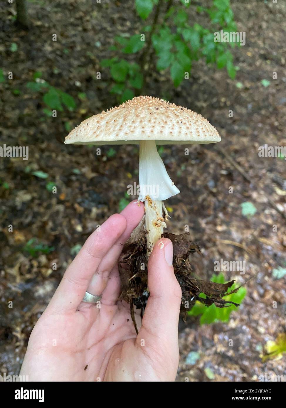 Freckled Dapperling (Echinoderma asperum Stock Photo - Alamy