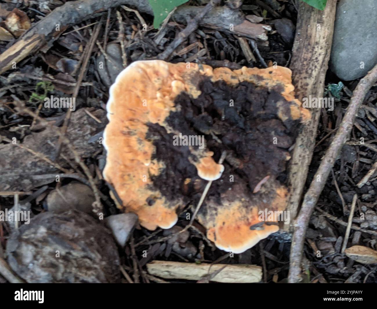 Orange Rough-cap Tooth (Hydnellum aurantiacum Stock Photo - Alamy