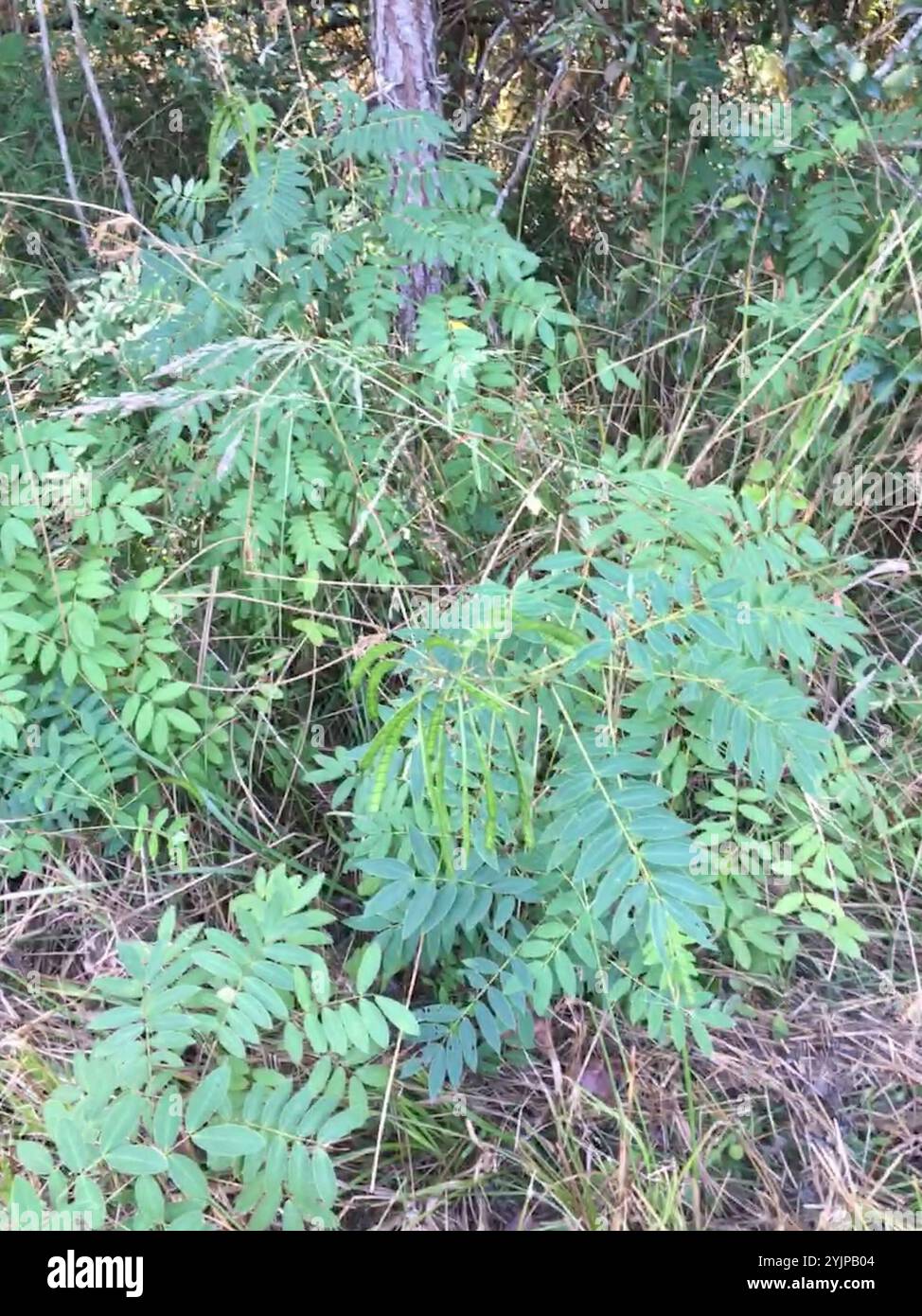 American senna (Senna hebecarpa Stock Photo - Alamy