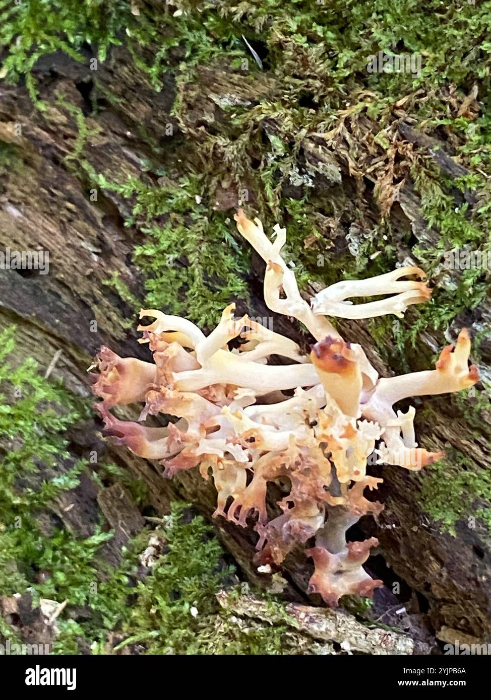 crown-tipped coral fungus (Artomyces pyxidatus Stock Photo - Alamy
