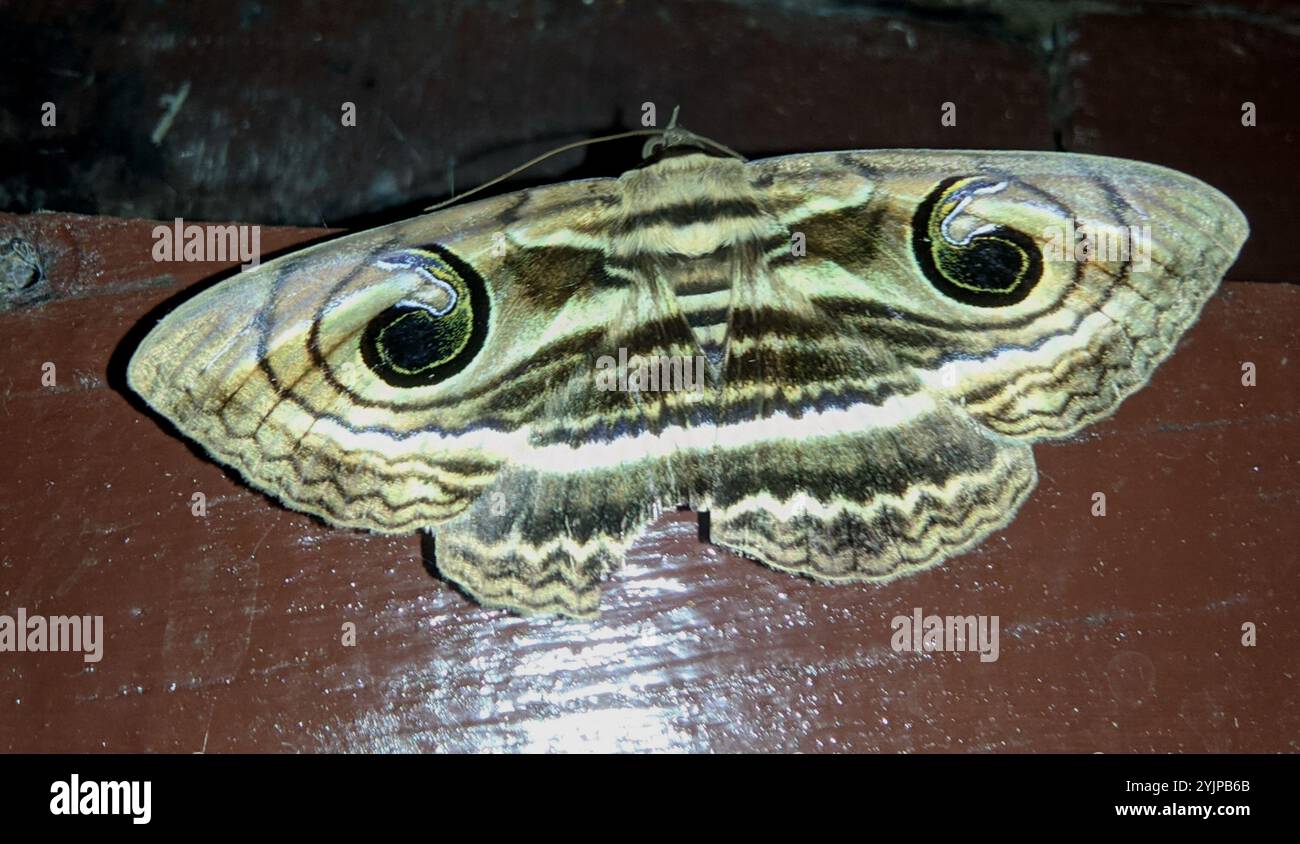 Spirama hi-res stock photography and images - Alamy