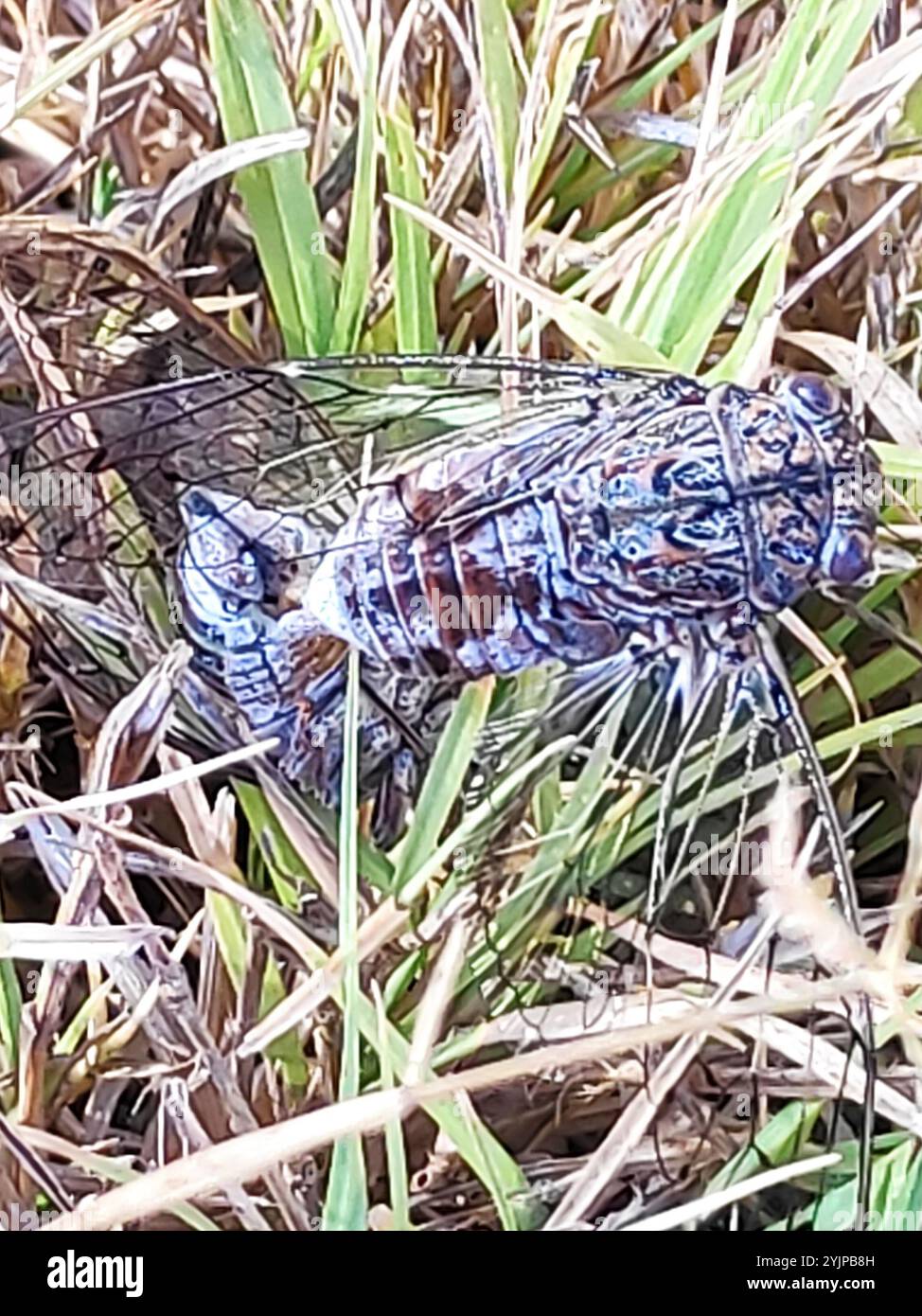 Cicada barbara hi-res stock photography and images - Alamy