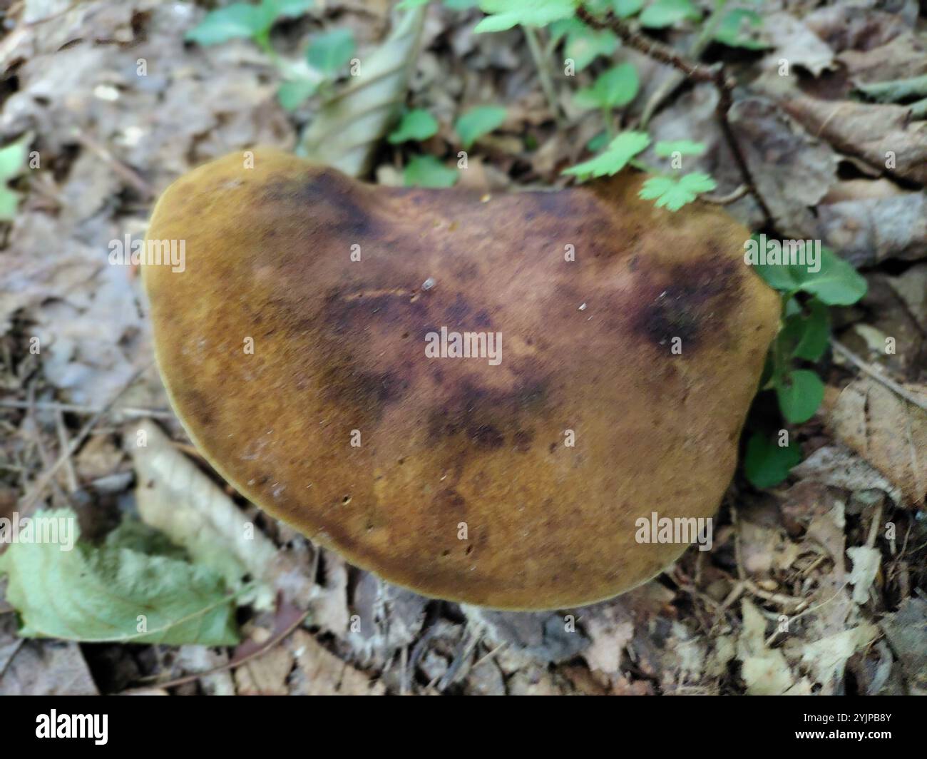 ash-tree bolete (Boletinellus merulioides Stock Photo - Alamy