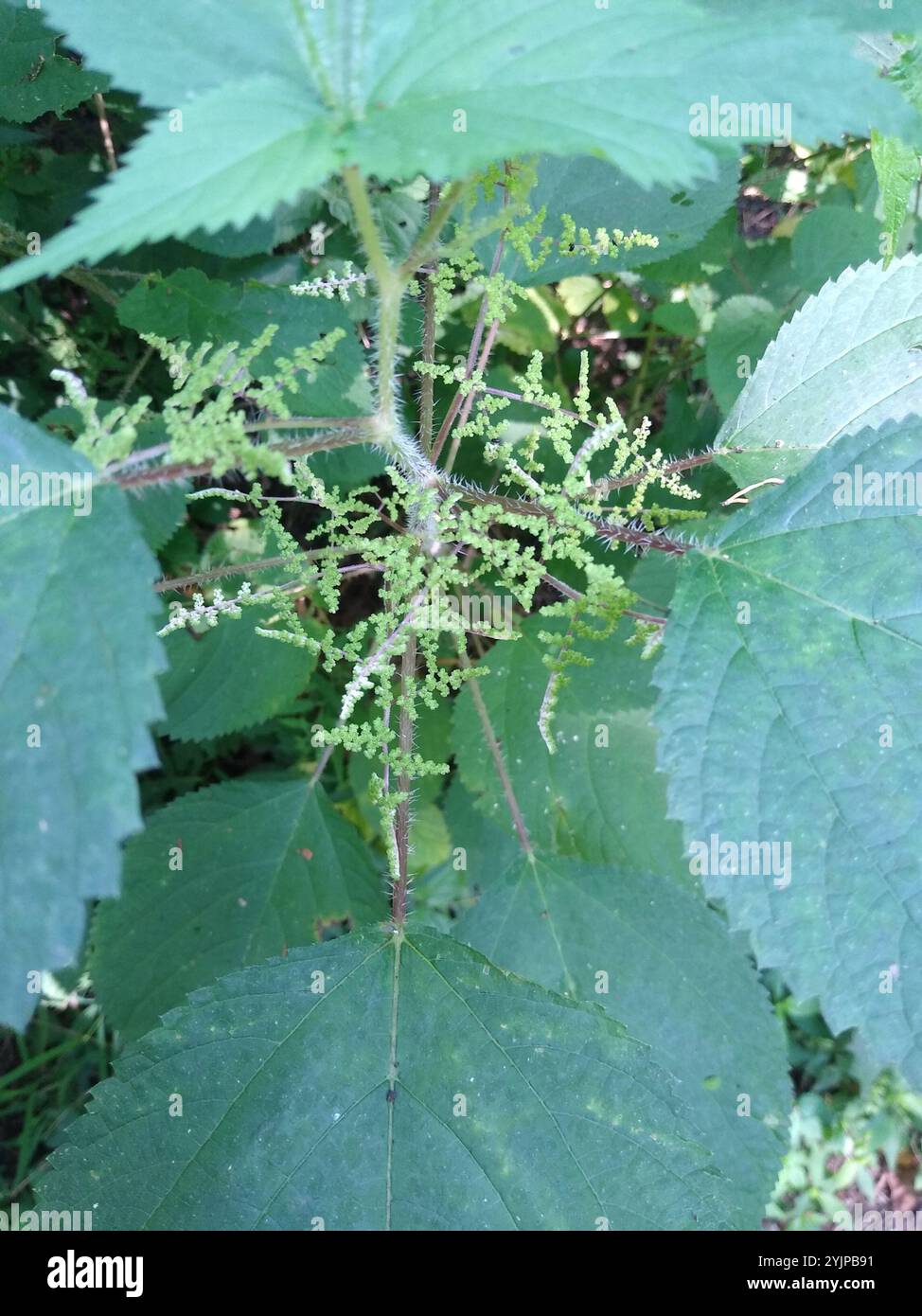 nettle family (Urticaceae Stock Photo - Alamy