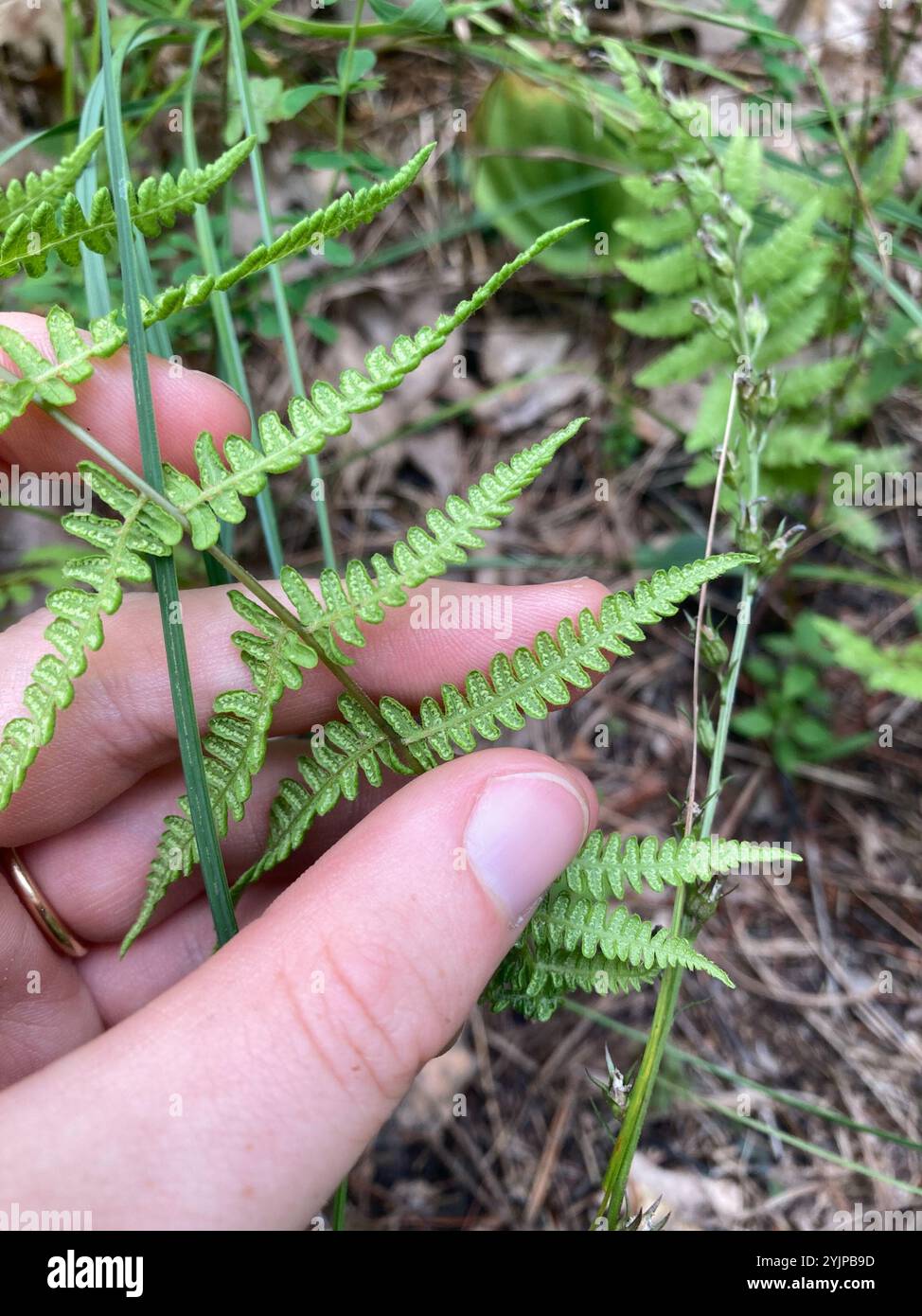Thelypteris palustris hi-res stock photography and images - Alamy