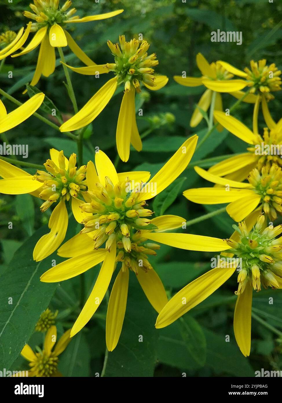 Wingstem (Verbesina alternifolia Stock Photo - Alamy